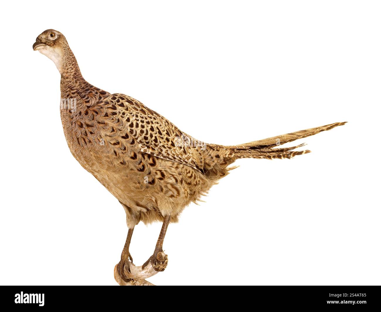 Poule faisan Banque d'images détourées - Alamy