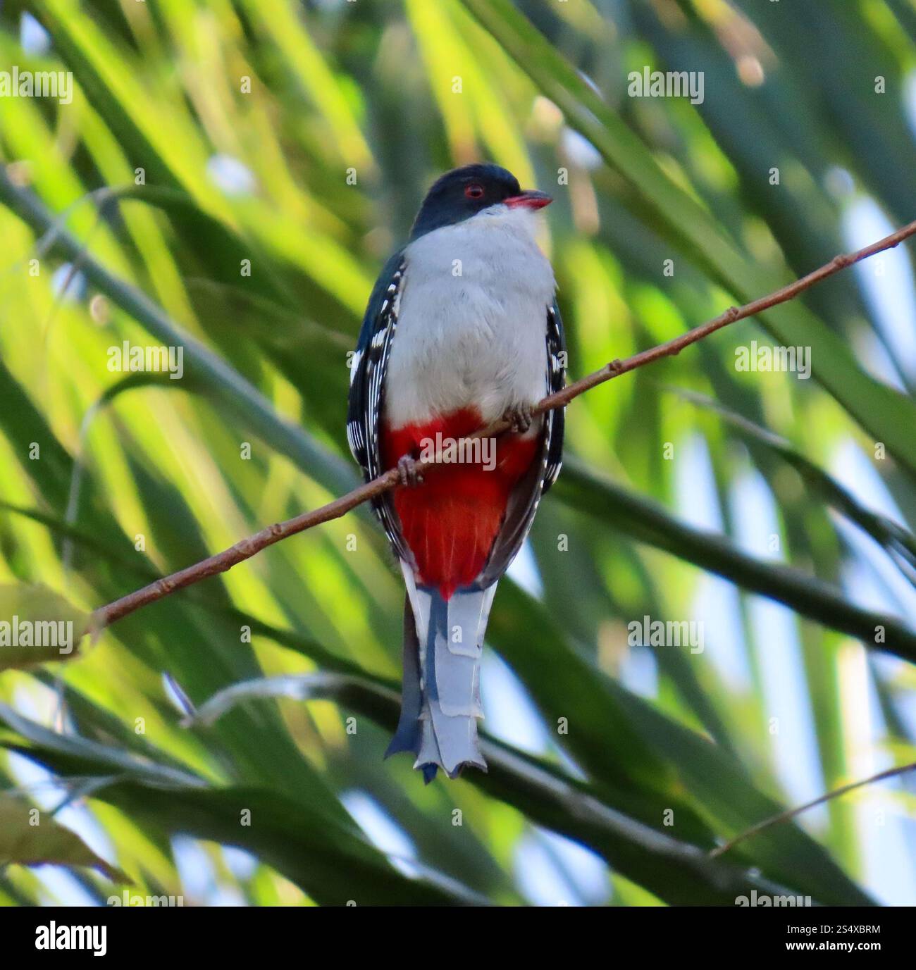 Cuban trogon priotelus temnurus Banque de photographies et d’images à ...