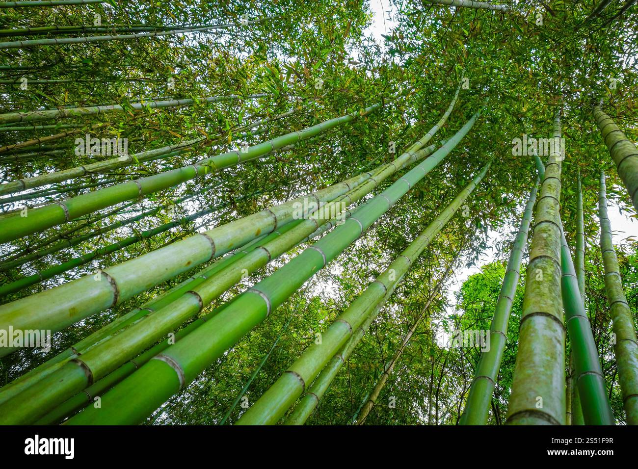 Forêt de bambous Arashiyama à Sagano, Kyoto, Japon. Forêt de bambous ...