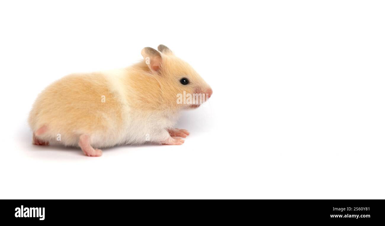 Hamster mignon Banque de photographies et d’images à haute résolution ...