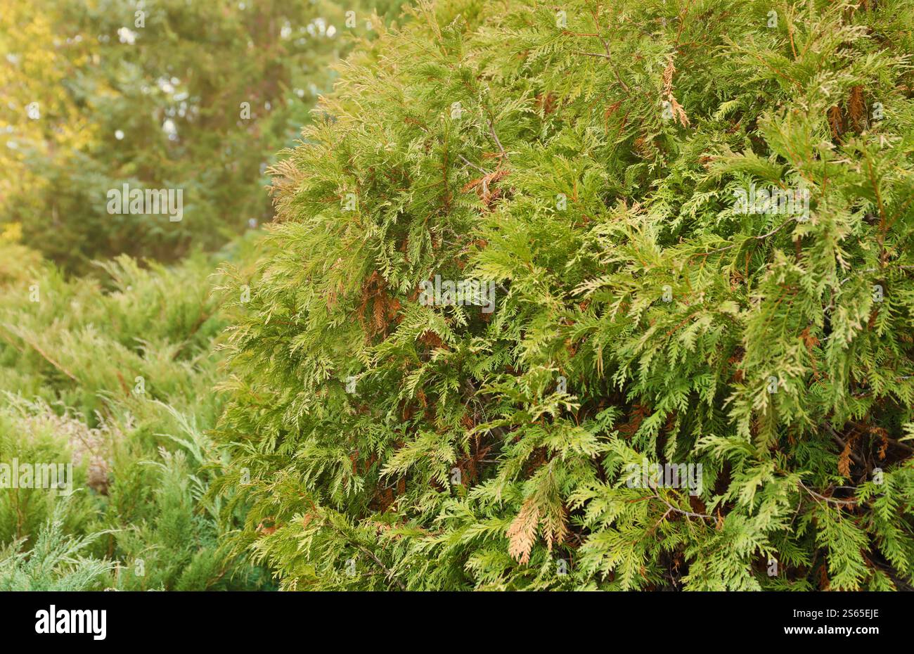 Les conifères d'aménagement paysager se mélangent. Arbres et arbustes ...