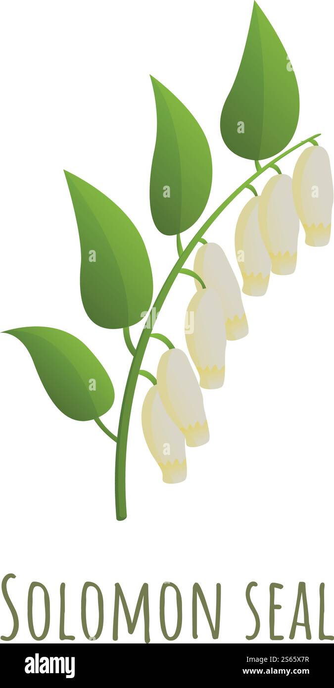 Icône Solomon Seal polygonatum. Dessin animé de solomon Seal ...