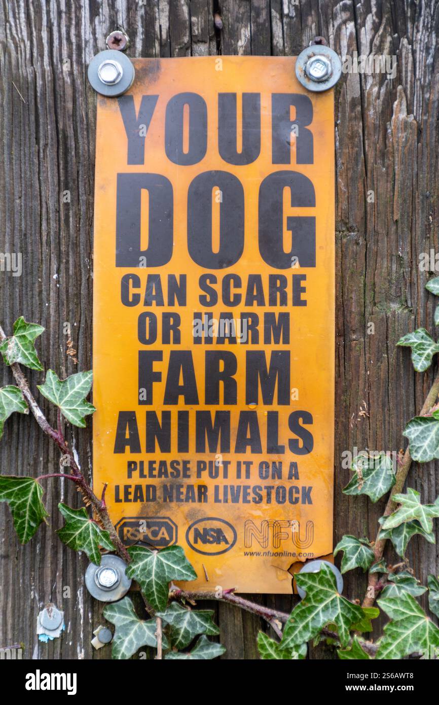 Votre chien peut faire du mal aux animaux de la ferme Banque de ...