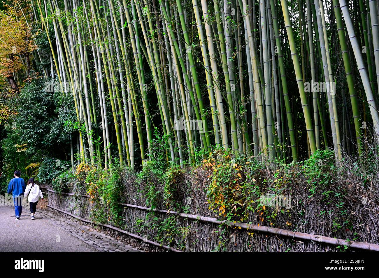 Sagana forêt de bambous arashiyama kyoto japon Banque de photographies et d’images à haute ...