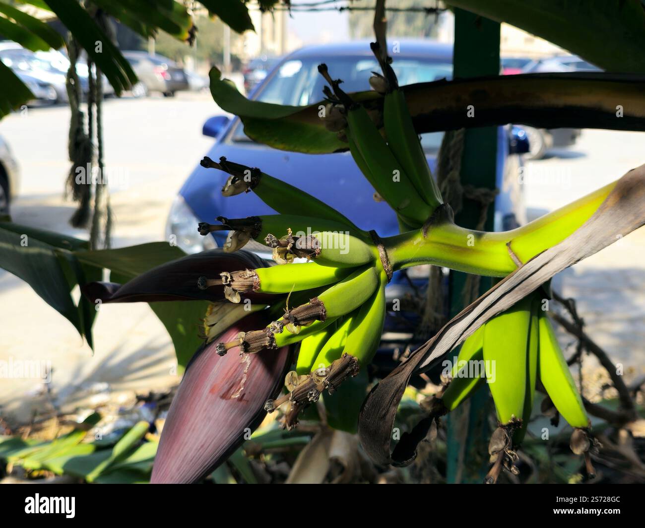 Le bananier, un fruit allongé et comestible, botaniquement une baie ...