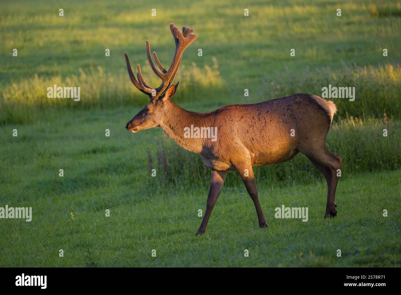 Un cerf maral de l'Altaï, un wapiti de l'Altaï ou un wapiti de l'Altaï ...
