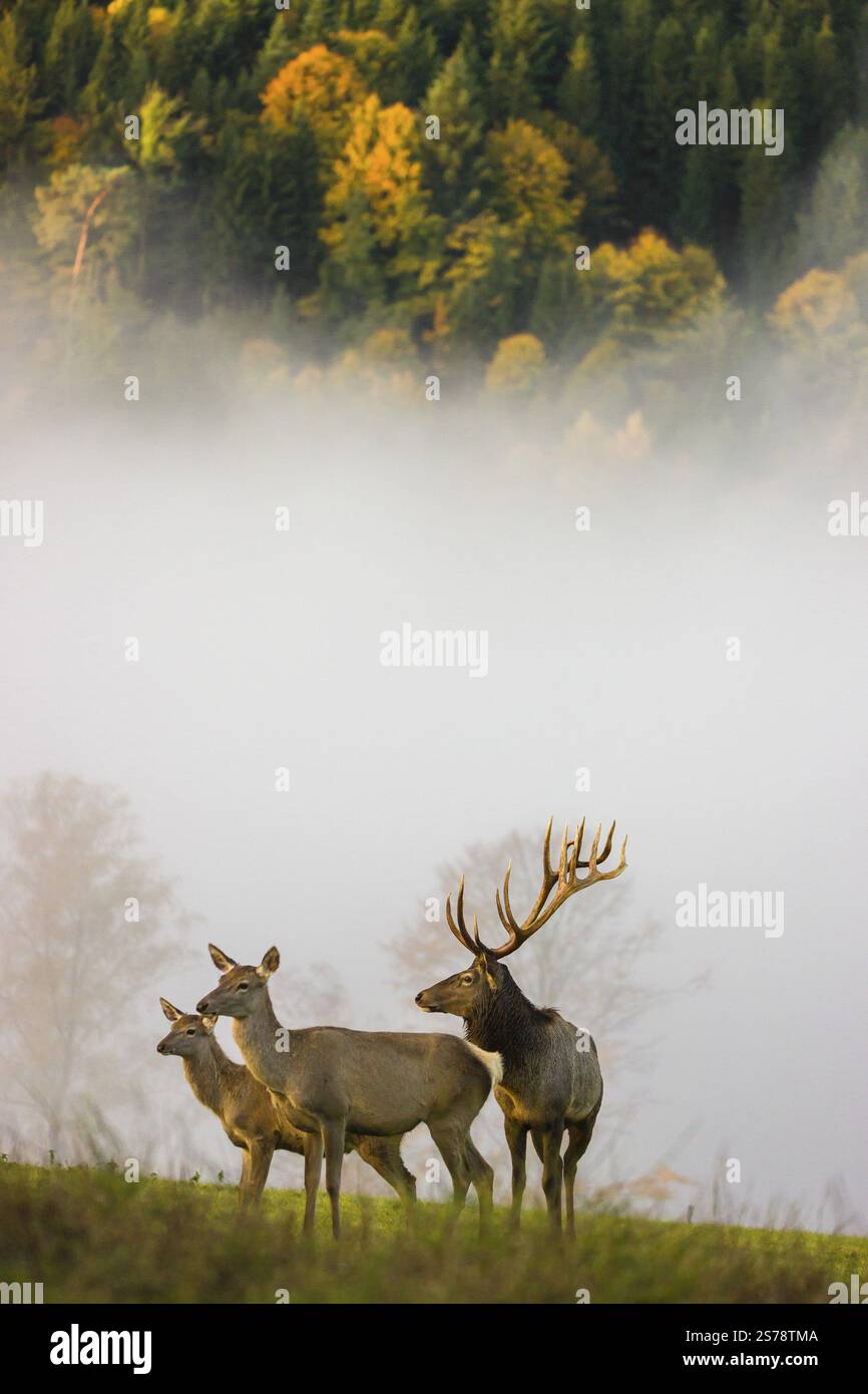 Un cerf maral de l'Altaï avec une arrière et un veau, un wapiti de l ...