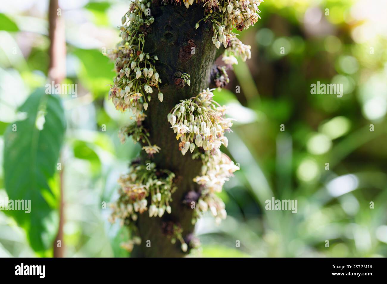 Cacaoyer avec des fleurs Banque de photographies et d’images à haute ...