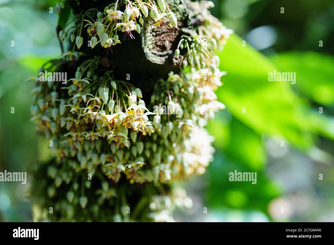 Cacaoyer avec des fleurs Banque de photographies et d’images à haute ...