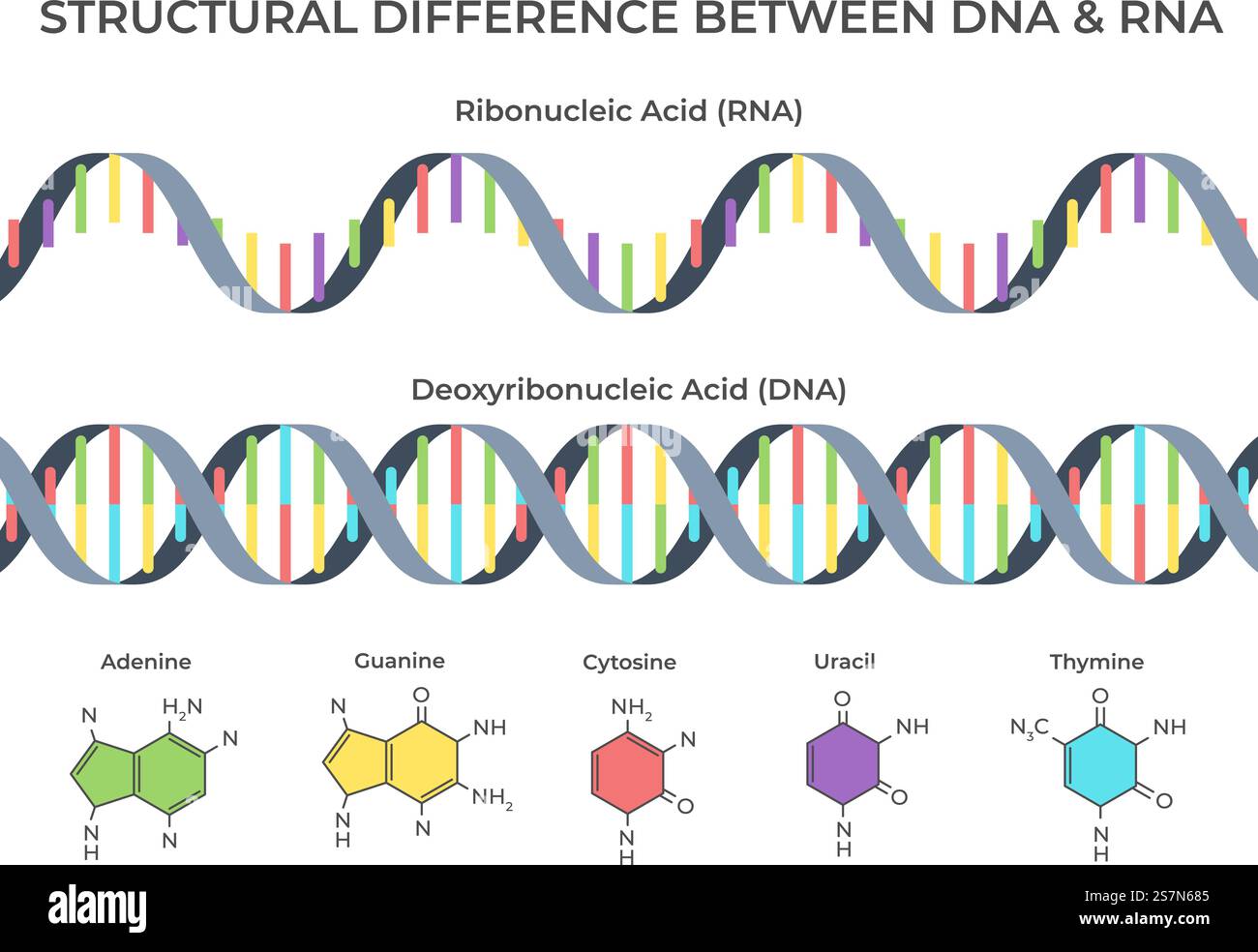 Spirale infographique ADN et ARN. Structure de l'acide ribonucléique vs désoxyribonucléique ...