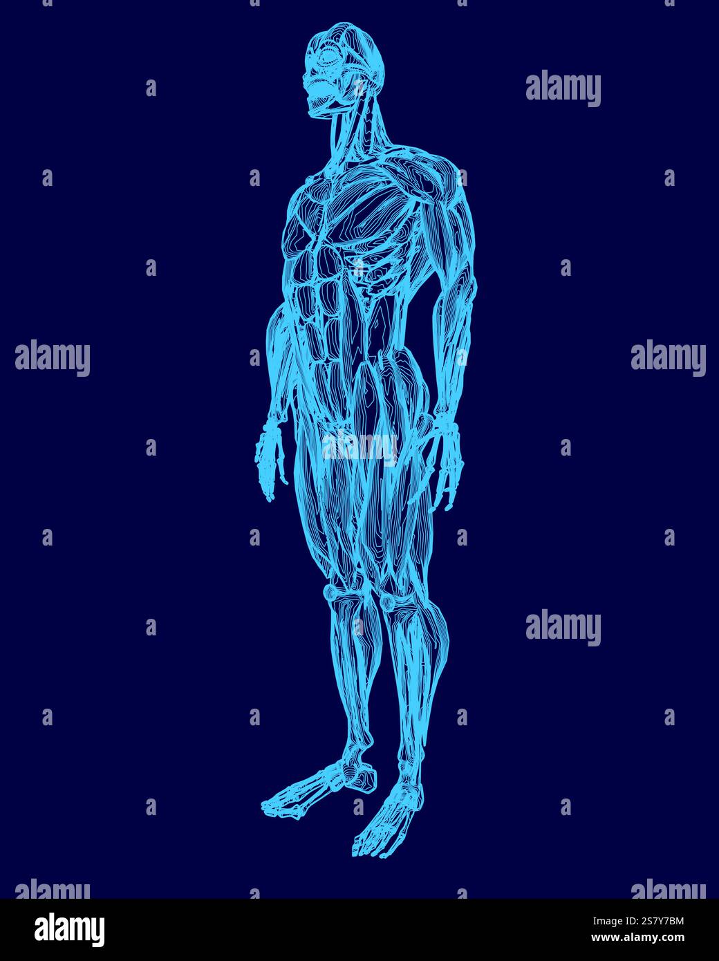 Sistema muscular del cuerpo humano Banque de photographies et d’images ...