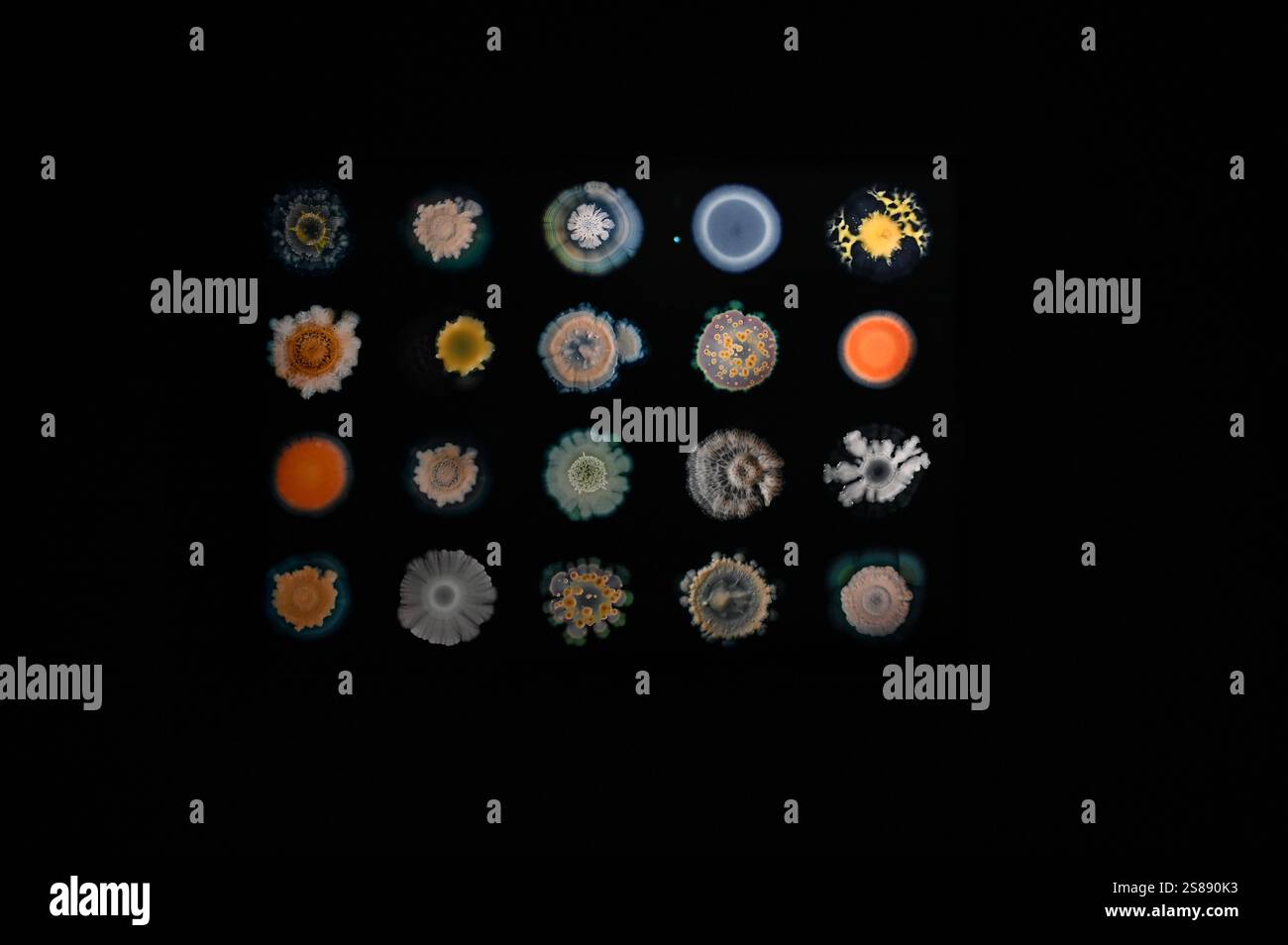 Le monde à nos pieds, une exposition historique qui révèle la merveille ...