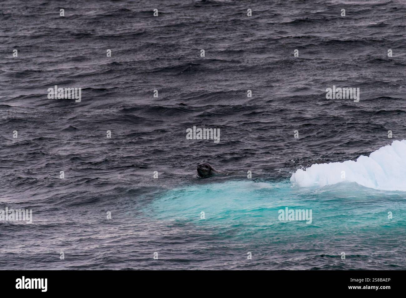 Téléphoto d'un léopard de mer - Hydrurga leptonyx - tombant d'un ...