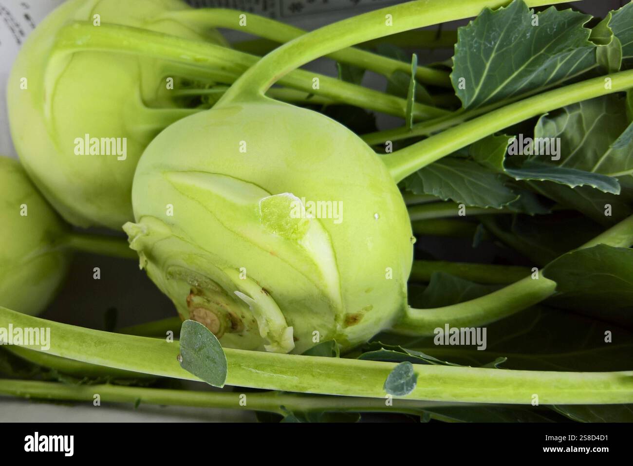 Gemüse. Der Kohlrabi, auch Oberkohlrabi, Oberrübe, Kohlrübe, Rübkohl ...