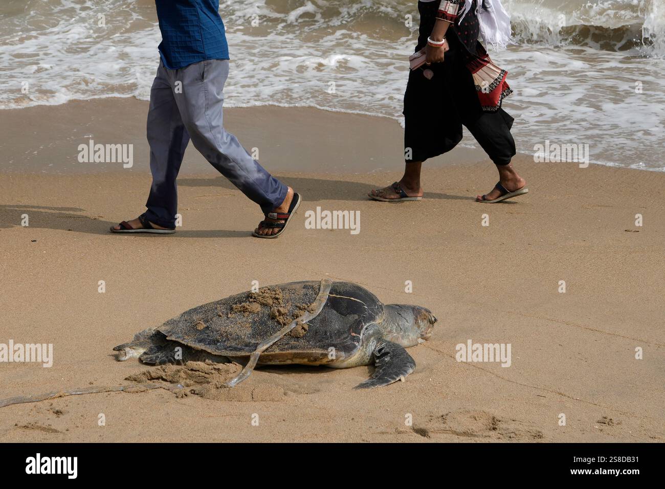 People walk past a carcass of an endangered Olive Ridley turtle washed ...