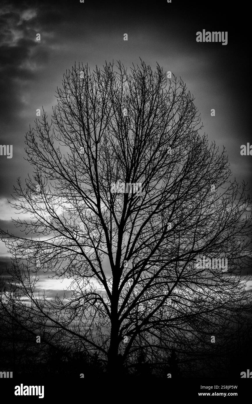 Silueta del árbol negro Banque d'images noir et blanc - Alamy