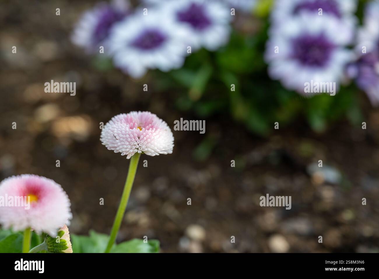 Bellis perennis pomponette white Banque de photographies et d’images à ...
