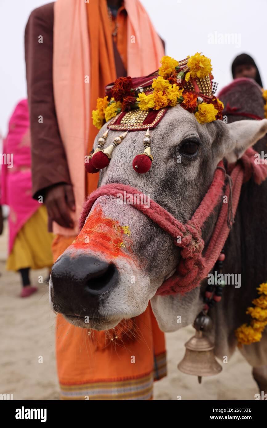 Vache sacrée, Maha Kumbh Mela, Prayagraj, Uttar Pradesh, Inde. Festival ...