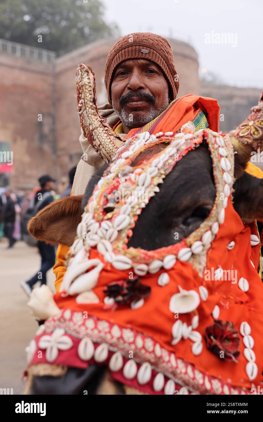 Vache sacrée, Maha Kumbh Mela, Prayagraj, Uttar Pradesh, Inde. Festival ...