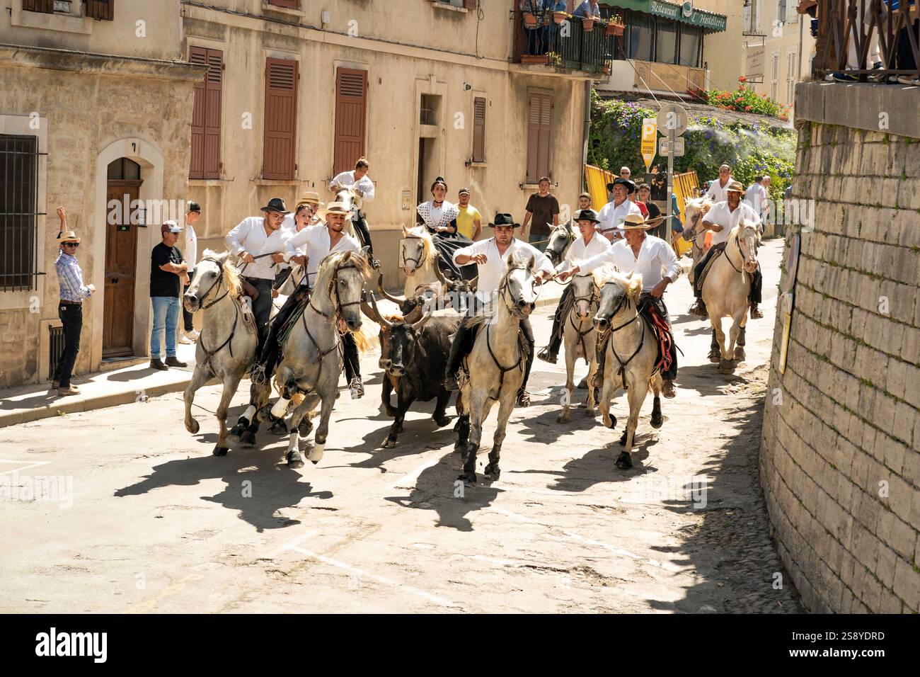 Course des taureaux à l'arène romaine où ils participeront à la Cocarde ...