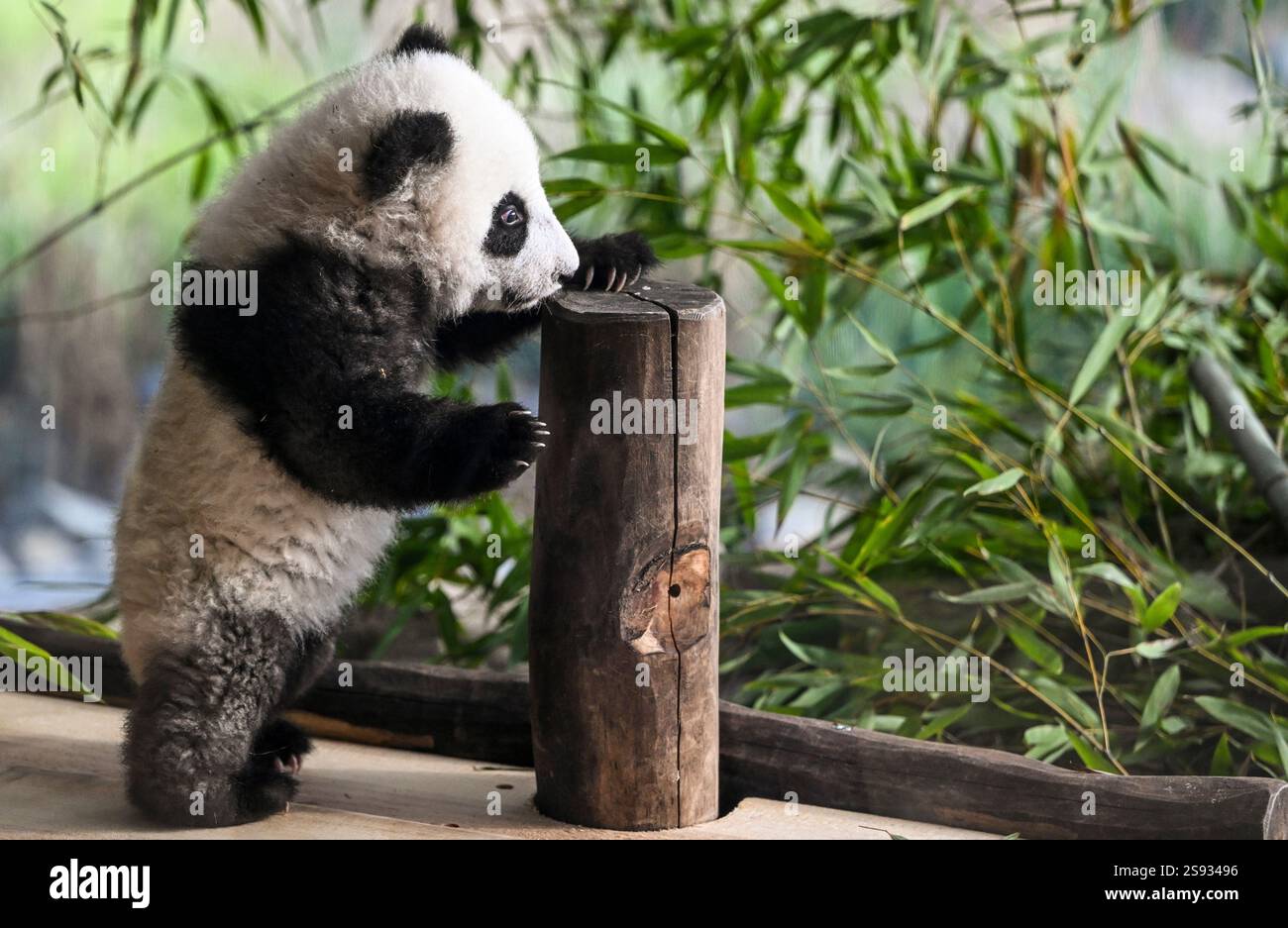 24 janvier 2025, Berlin : un petit panda se tient debout sur un poteau au Zoo de Berlin. L ...