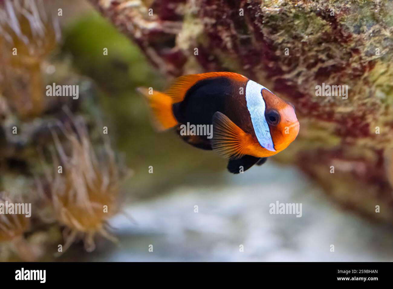 Le poisson-clown à la cannelle, Amphiprion melanopus, est un ...