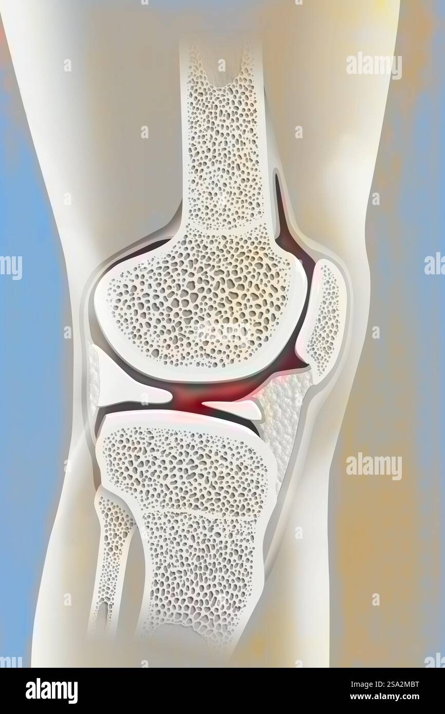 Anatomie du genou (profil Photo Stock - Alamy
