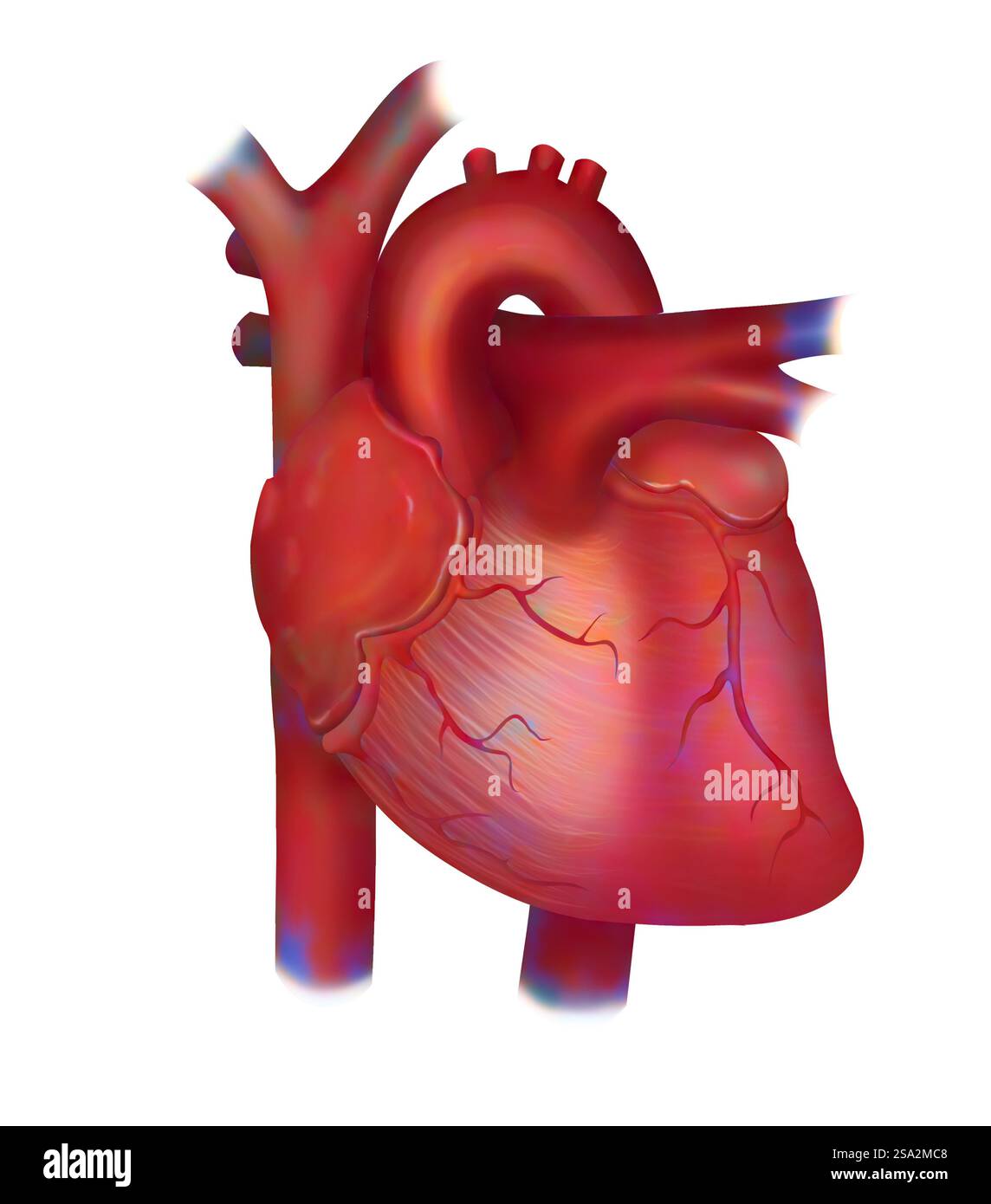 Anatomie coeur Banque d'images détourées - Page 2 - Alamy