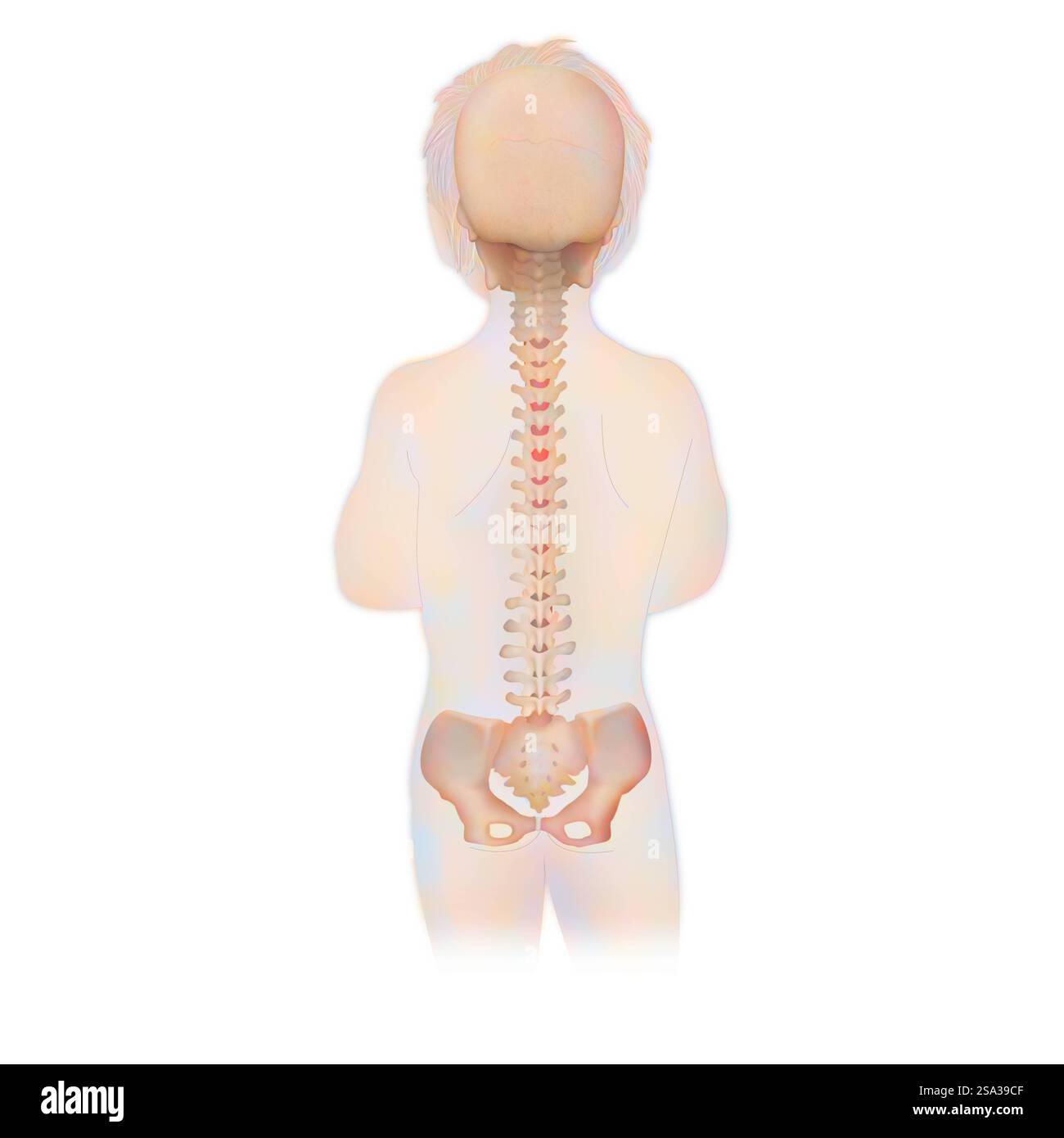 Colonne vertébrale, anatomie colonne vertébrale, anatomie 016889 189 ...