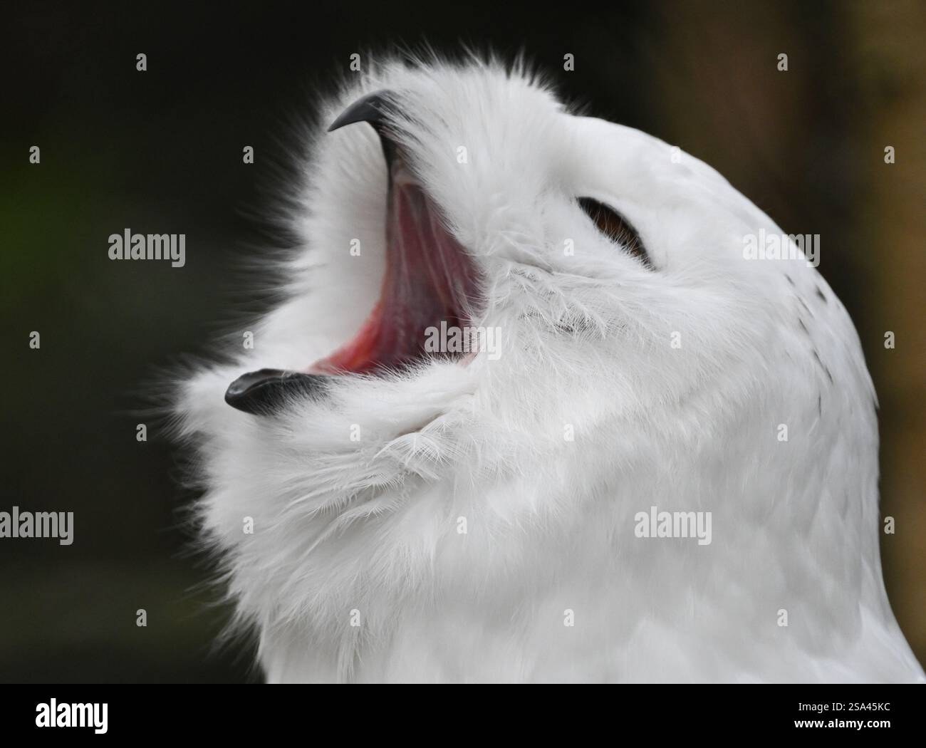 Kronberg, Allemagne. 28 janvier 2025. Un hibou des neiges (Nyctea ...