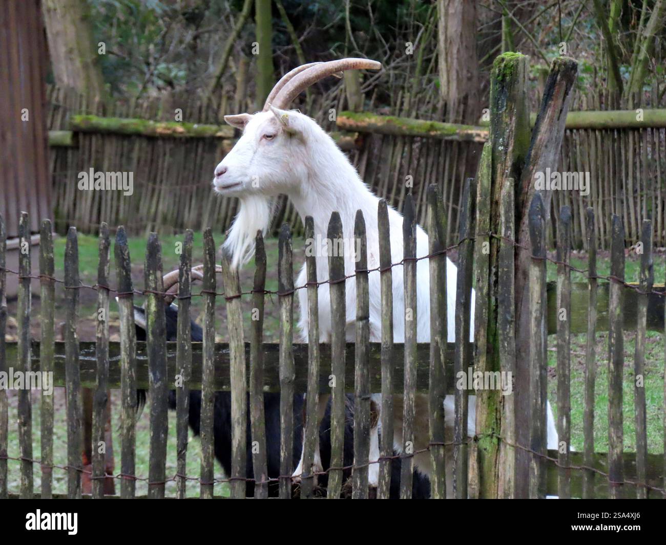 ...deutsche Edelziege blickt ueber den Gartenzaun... Deutsche Edelziege ...