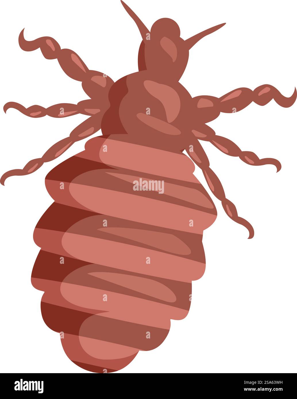 Insecte parasite du pou brun rampant propageant une maladie. Insecte du ...