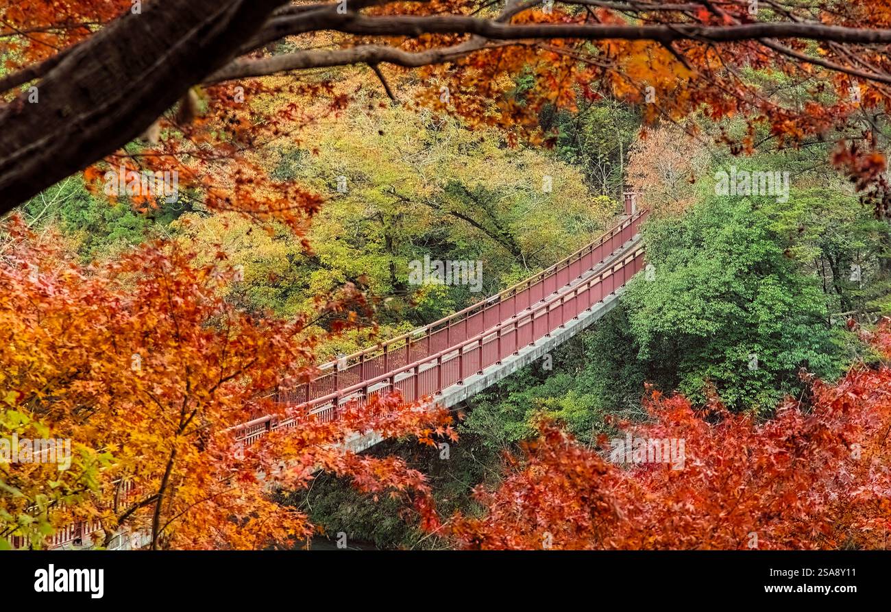 Momiji bashi Banque de photographies et d’images à haute résolution - Alamy