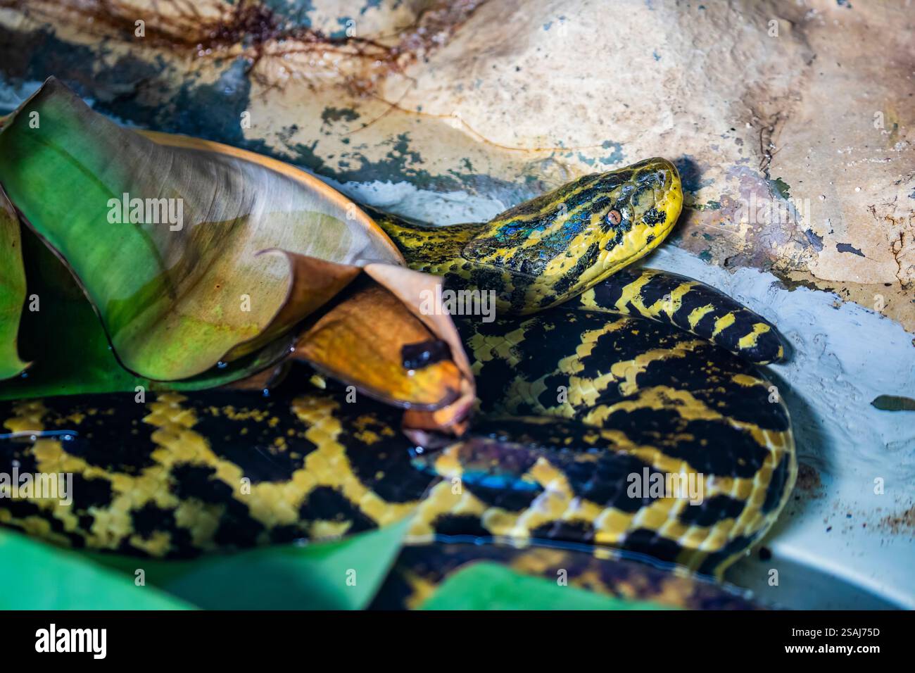 L'image en gros plan du corps de l'anaconda jaune (Eunectes notaeus ...