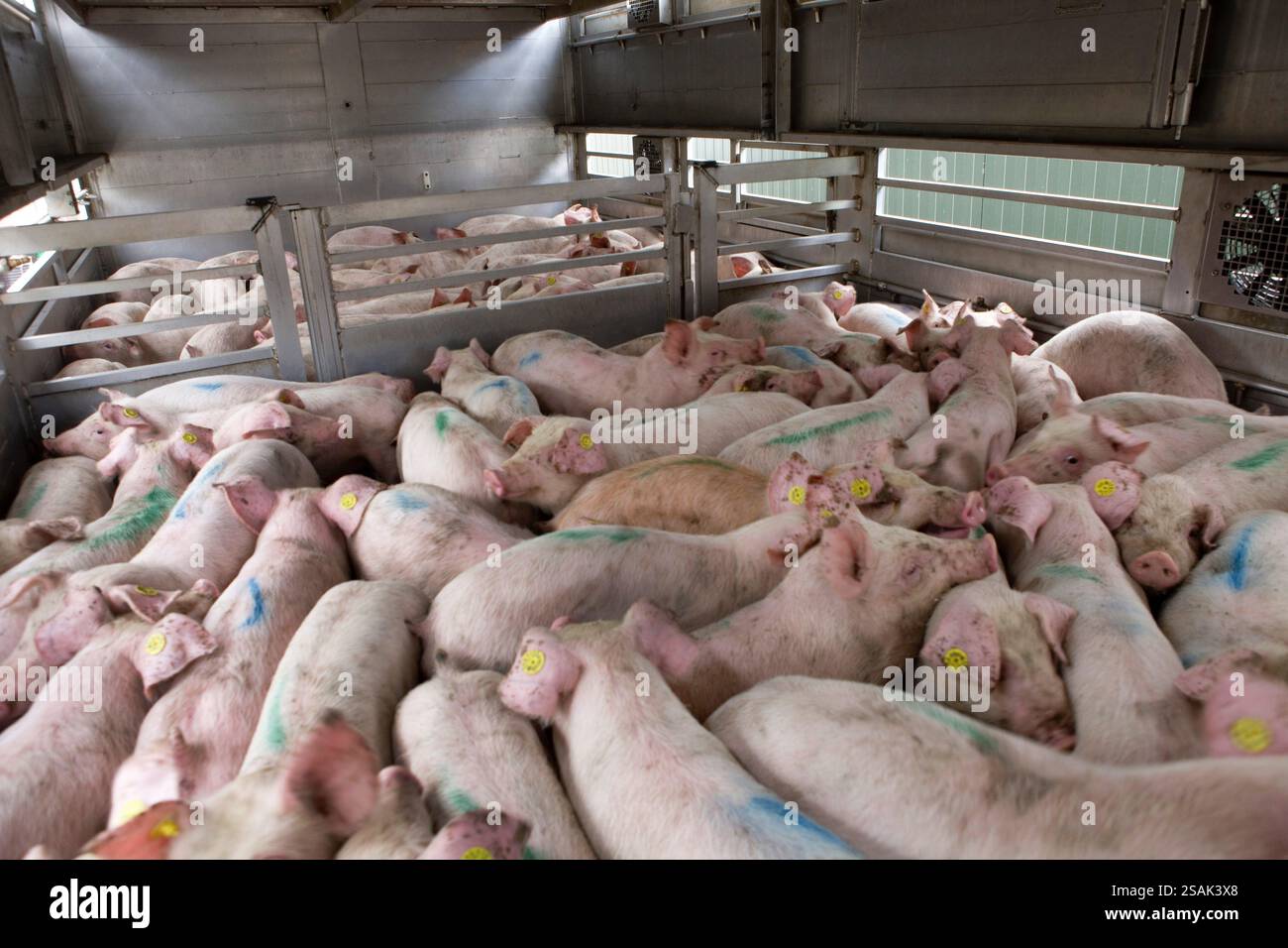 Transport de porcs par camion à l'usine de viande. Élevage porcin. Porcs et porcelets en écurie ...
