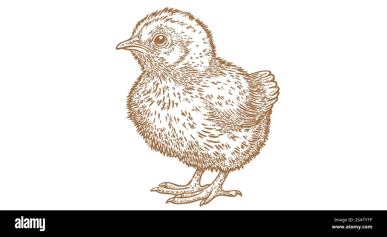 Croquis De Poussin