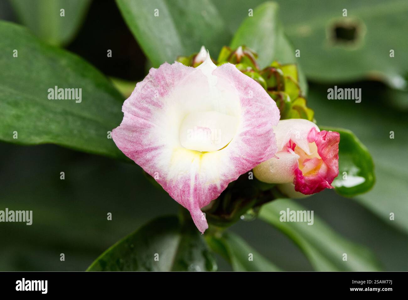 Gingembre en spirale africaine Banque de photographies et d’images à ...