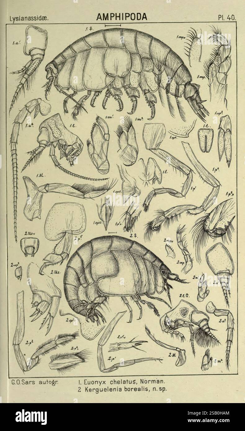 Un récit des crustacés de Norvège Amphipodes plaques Christiania, A ...