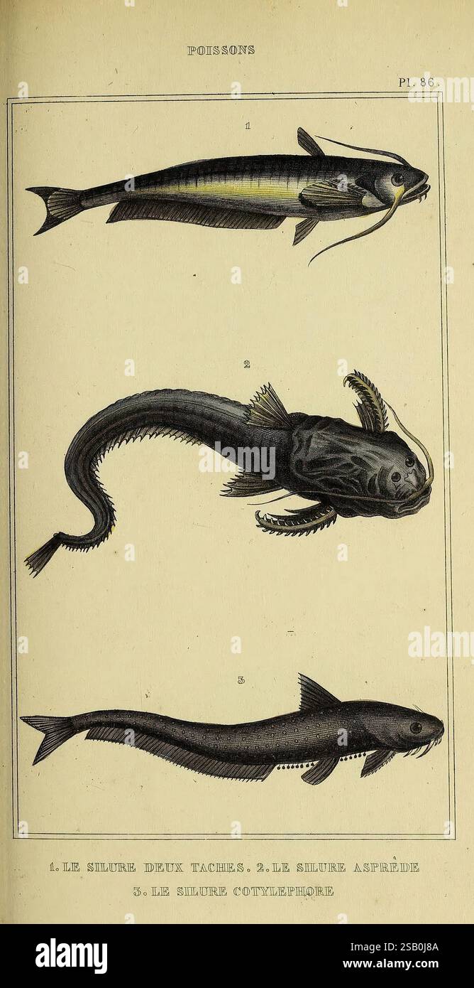 L'illustration présente trois espèces distinctes de poissons, chacune ...