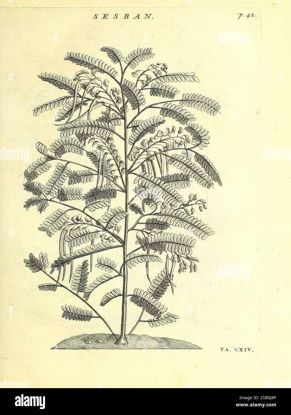 Prosperi Alpini Marosticensis, Philosophi, Medici, in Celeberrimo Lyceo ...