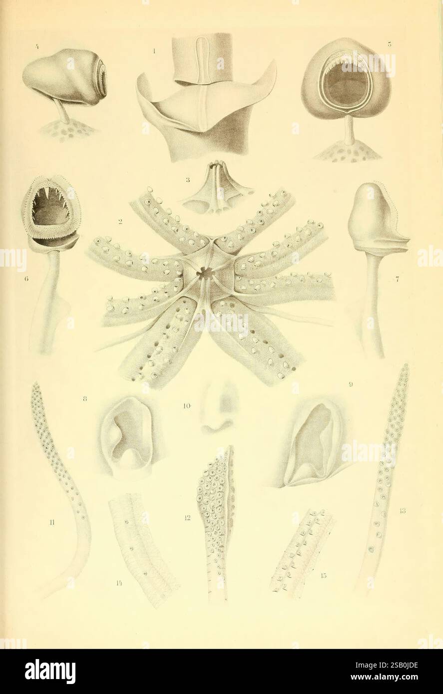 Atlas des céphalopodes, 1975. Cephalopoda, Chiroteuthis imperator ...