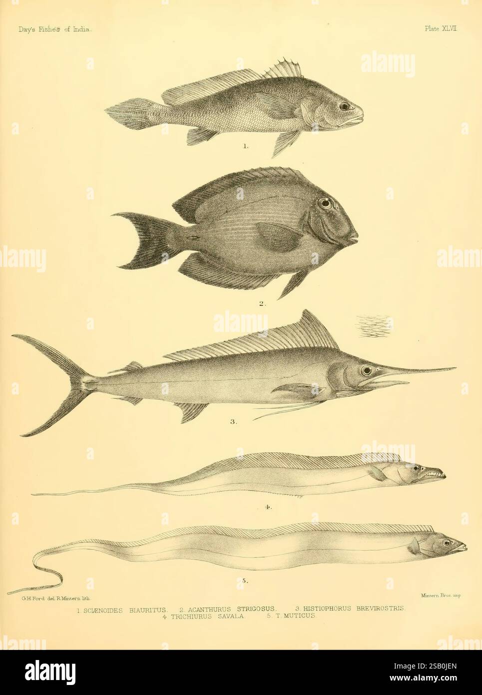 Les poissons de l'Inde, [1875]-1878. Inde, Birmanie, Océan Indien, Sri ...