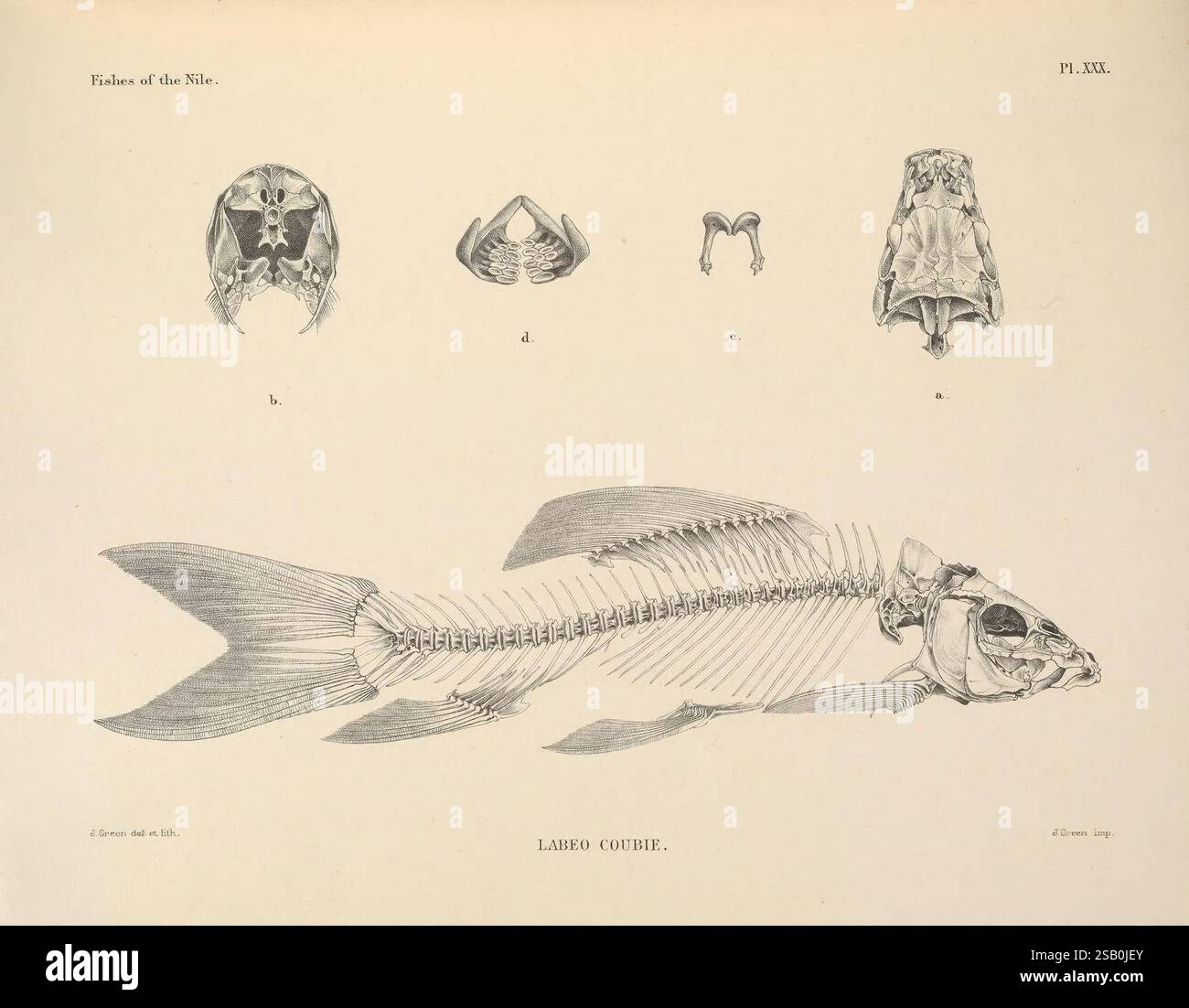 Le, poissons, de, le, Nil, Londres, Pub, pour le, égyptien ...