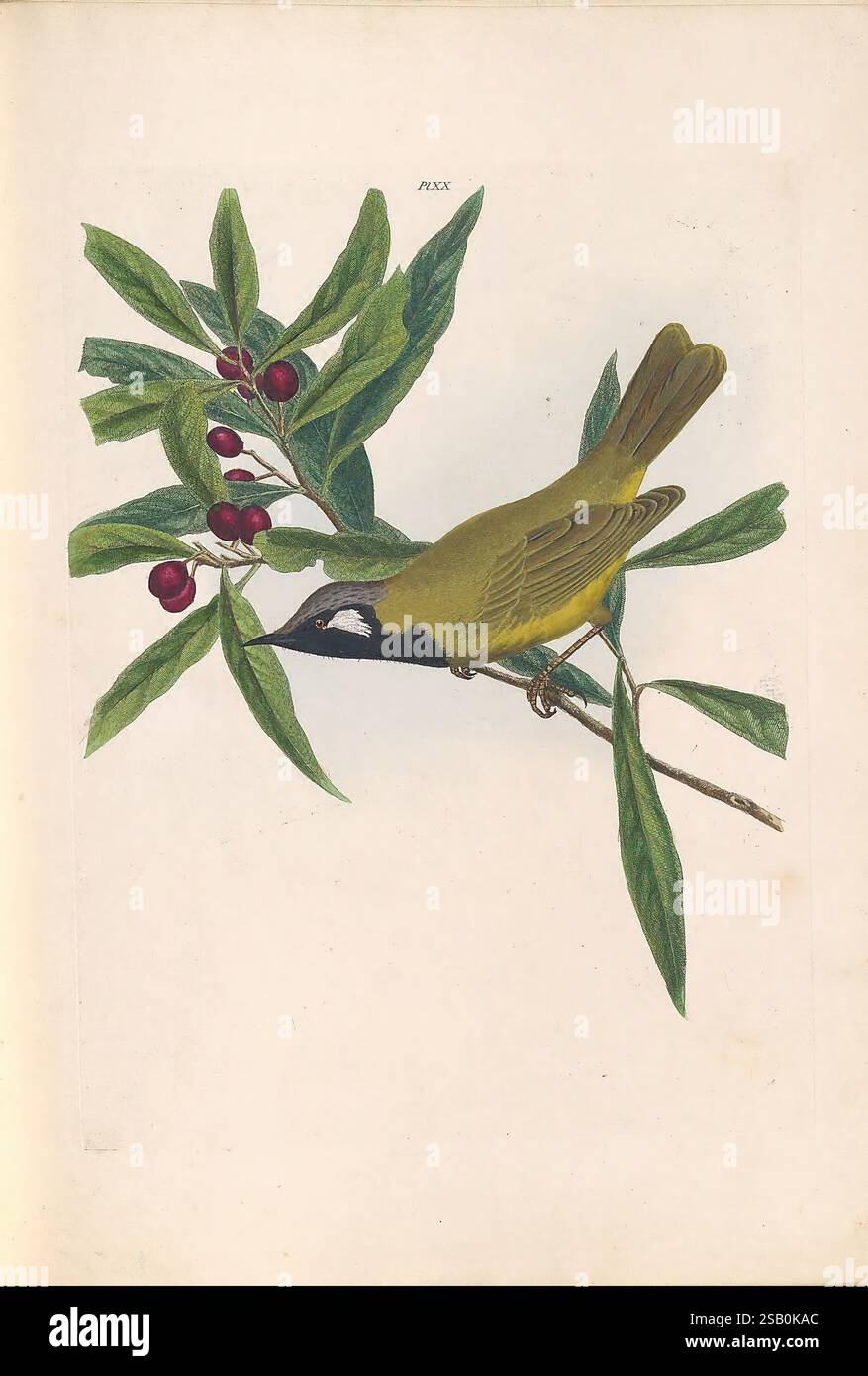 Une histoire naturelle des oiseaux de Nouvelle-Galles du Sud ...