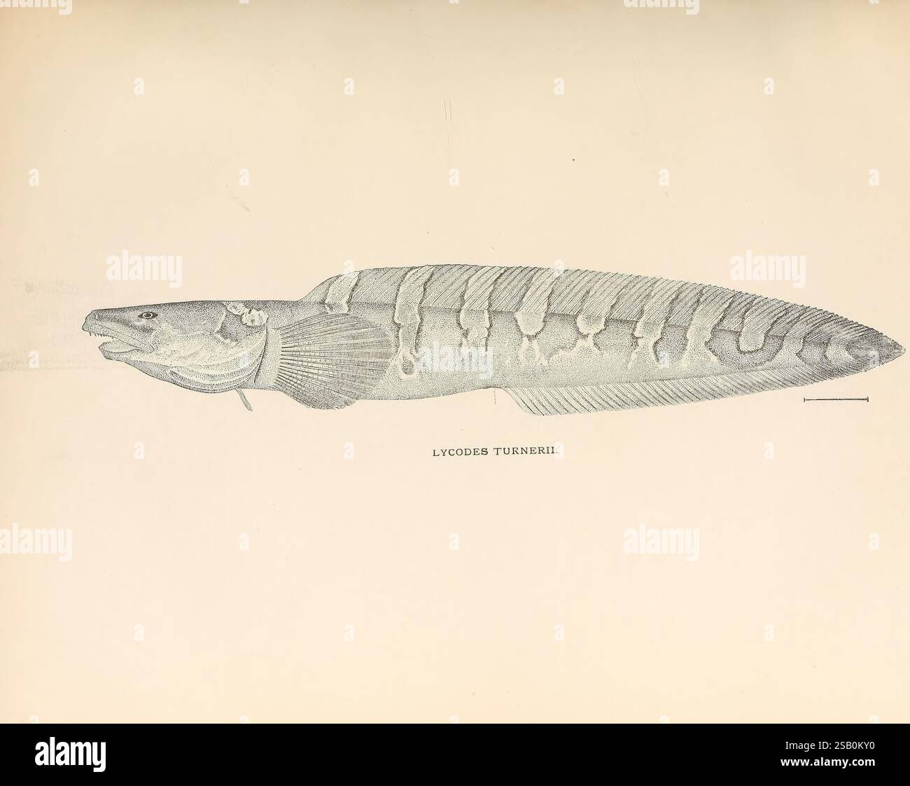 Contributions à l'histoire naturelle de l'Alaska, Washington ...