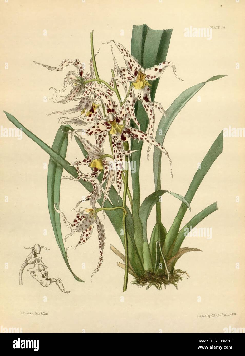 Paxton's, fleur, jardin, Londres, Bradbury, Evans, 1850-1853., Une ...