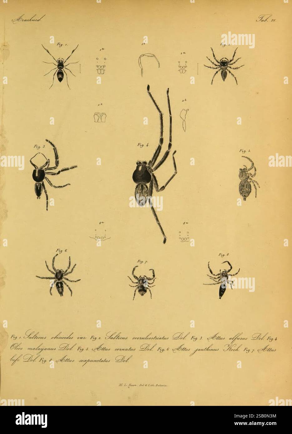 Bijdrage tot de kennis der Arachniden van den Indischen archipel ...