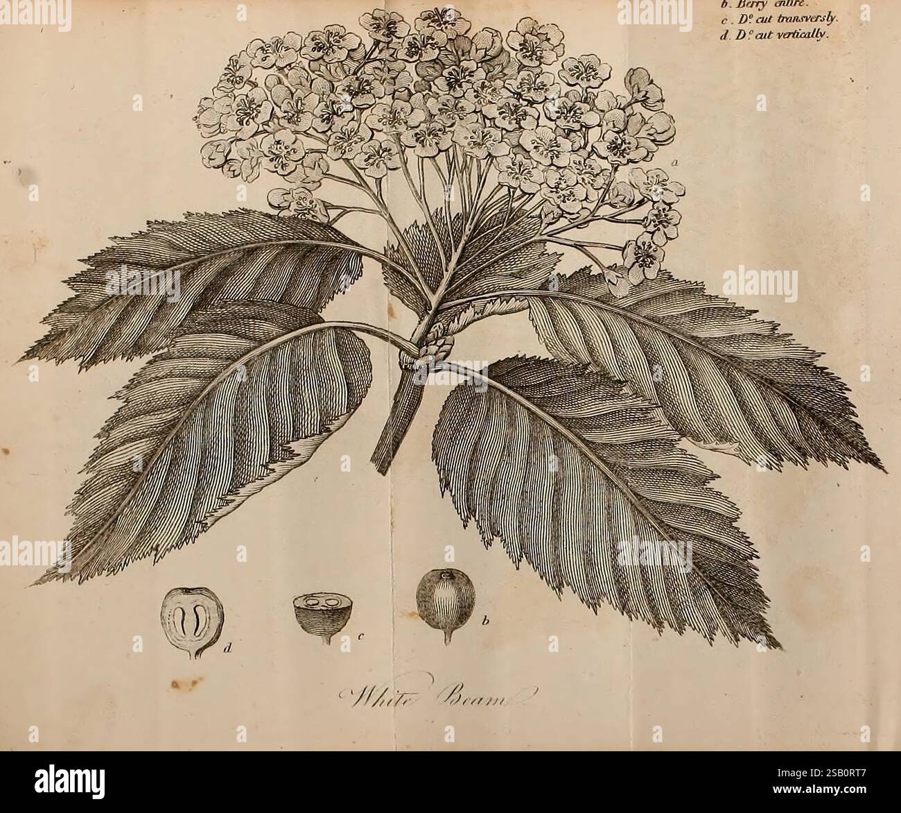 The Woodland Companion, London, Baldwin, Cradock et Joy 1815, Great ...