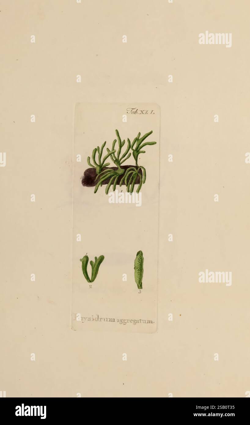 Hydrophytologiae, Regni Neapolitani icones, Neapoli, ex Typographia ...