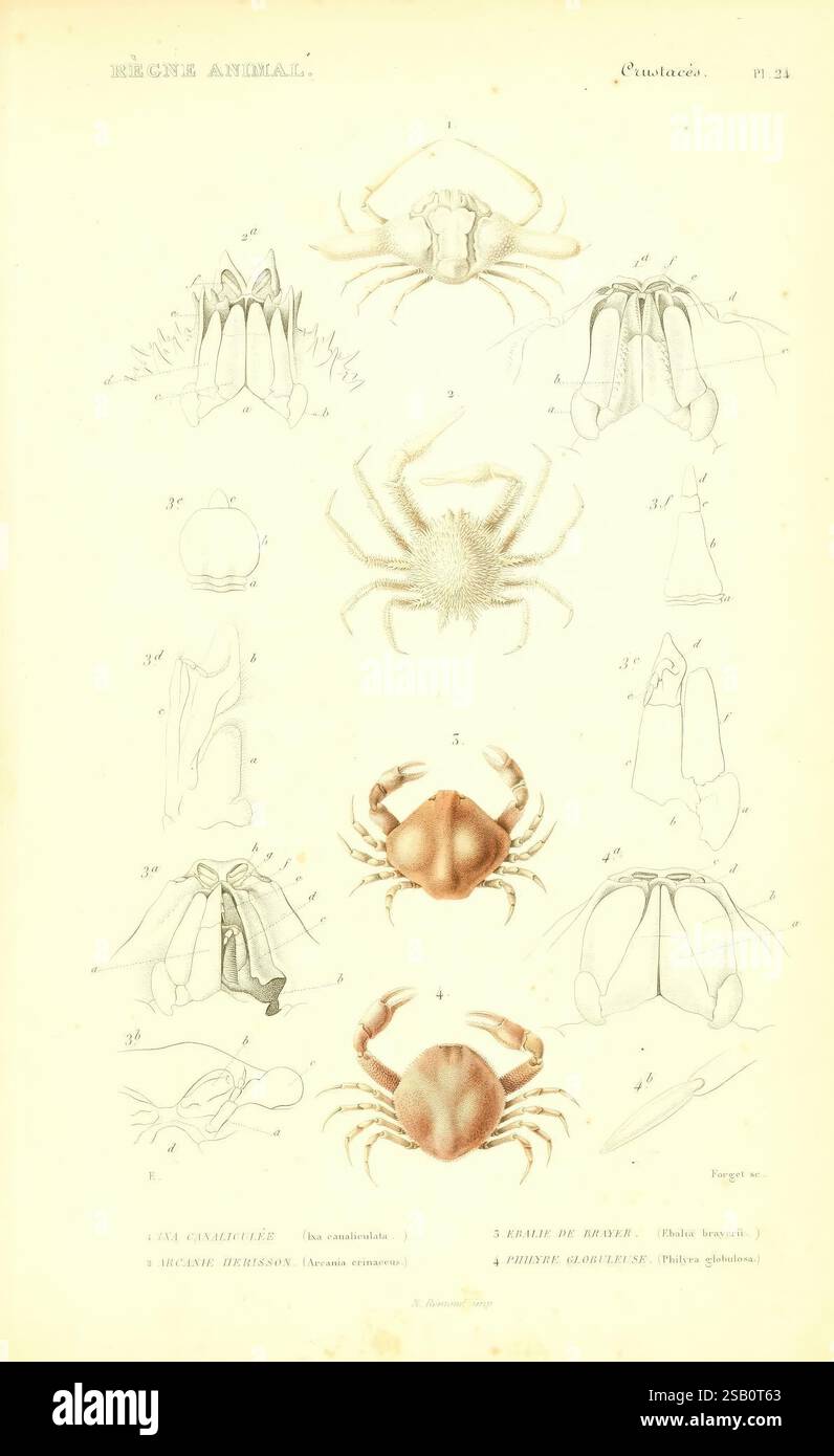 Le règne animal distribué d'après son organisation Paris Fortin Masson et cie 1836-1849 anatomie ...